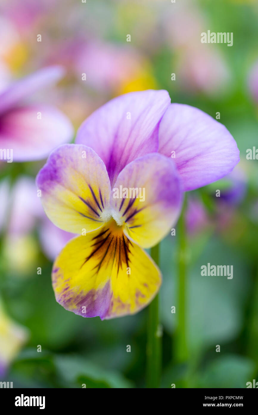 Viola 'Trailing Pink' Stock Photo - Alamy
