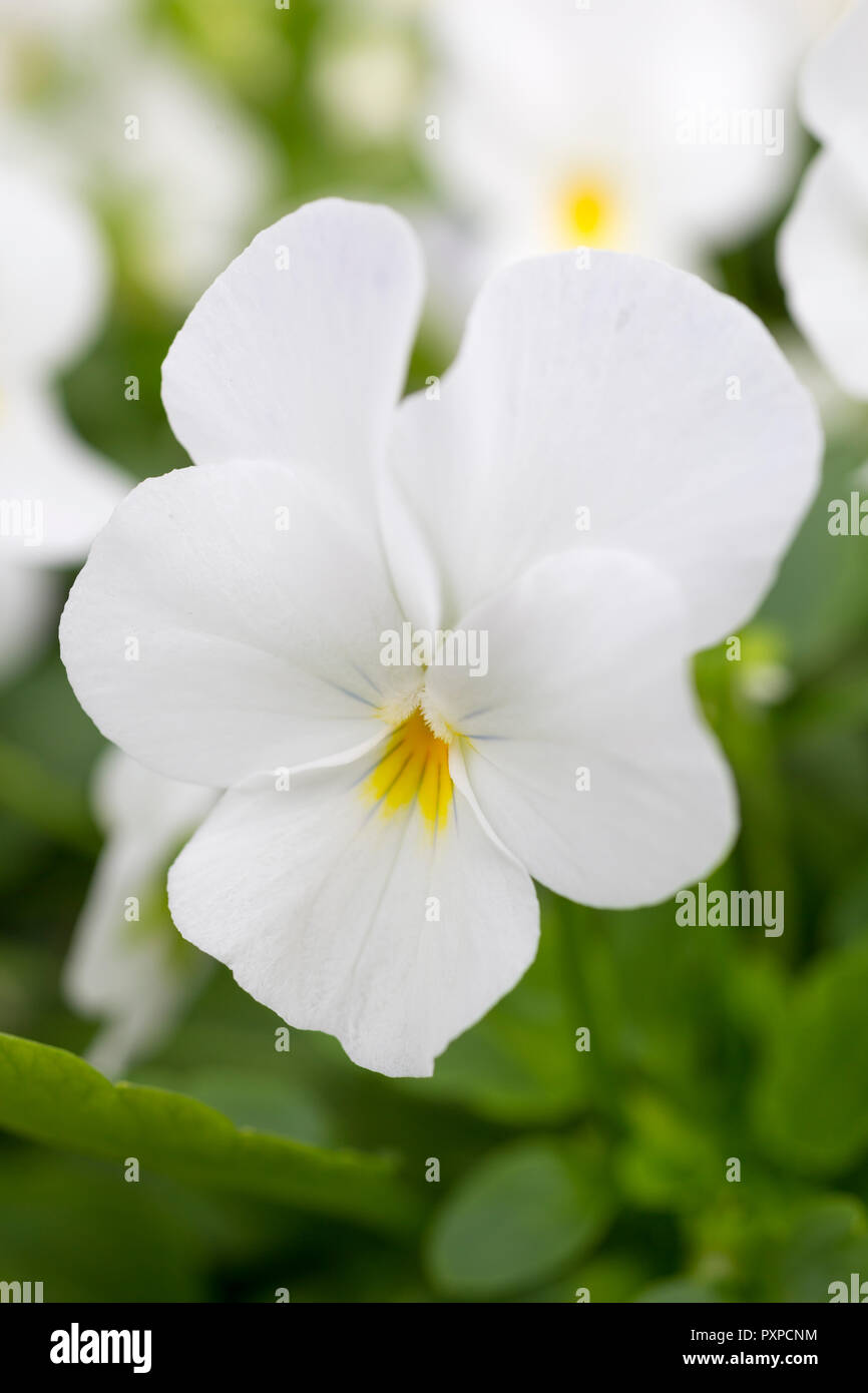 Viola 'Trailing White' Stock Photo - Alamy