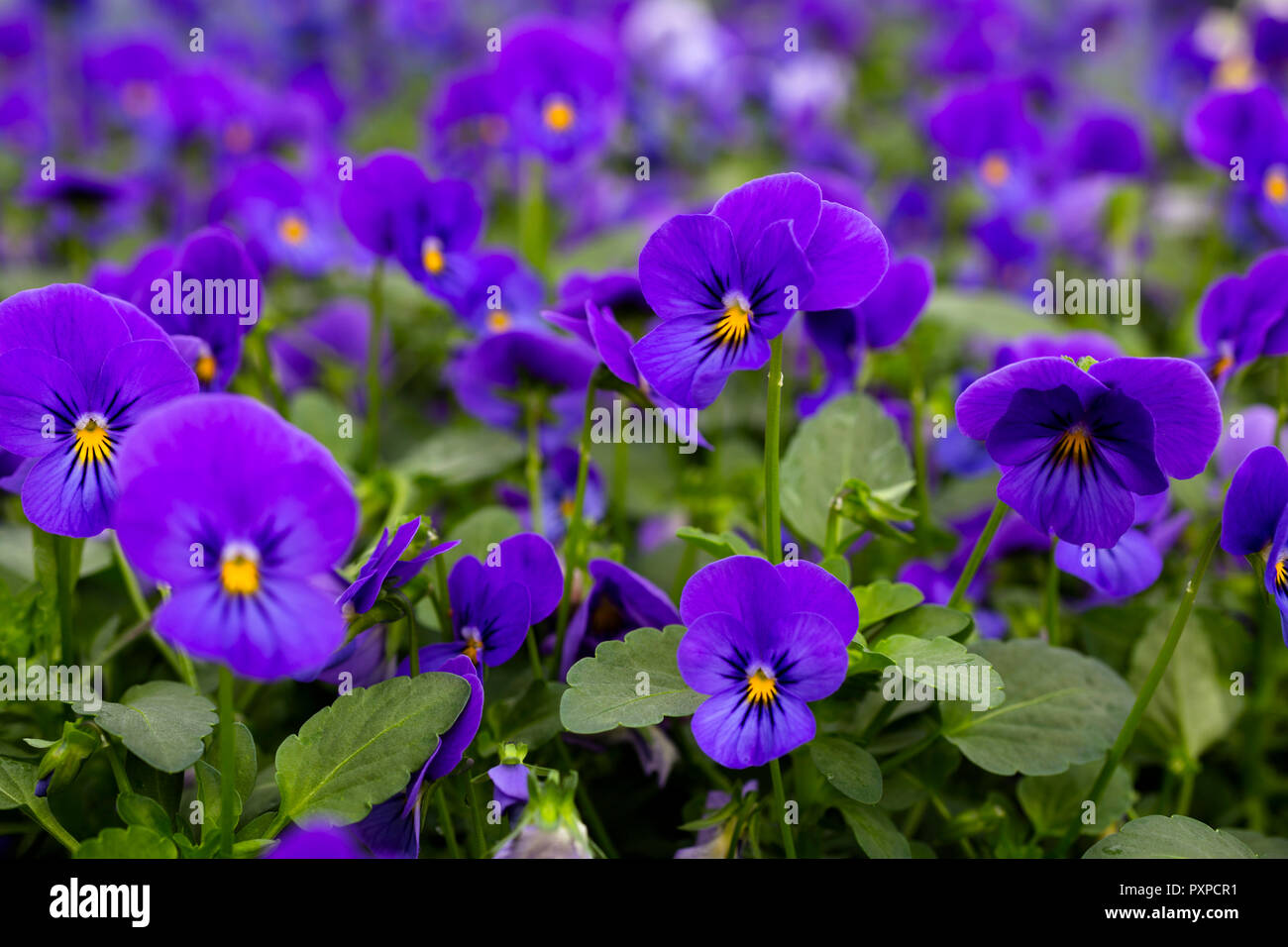 Viola 'Trailing Blue' Stock Photo - Alamy