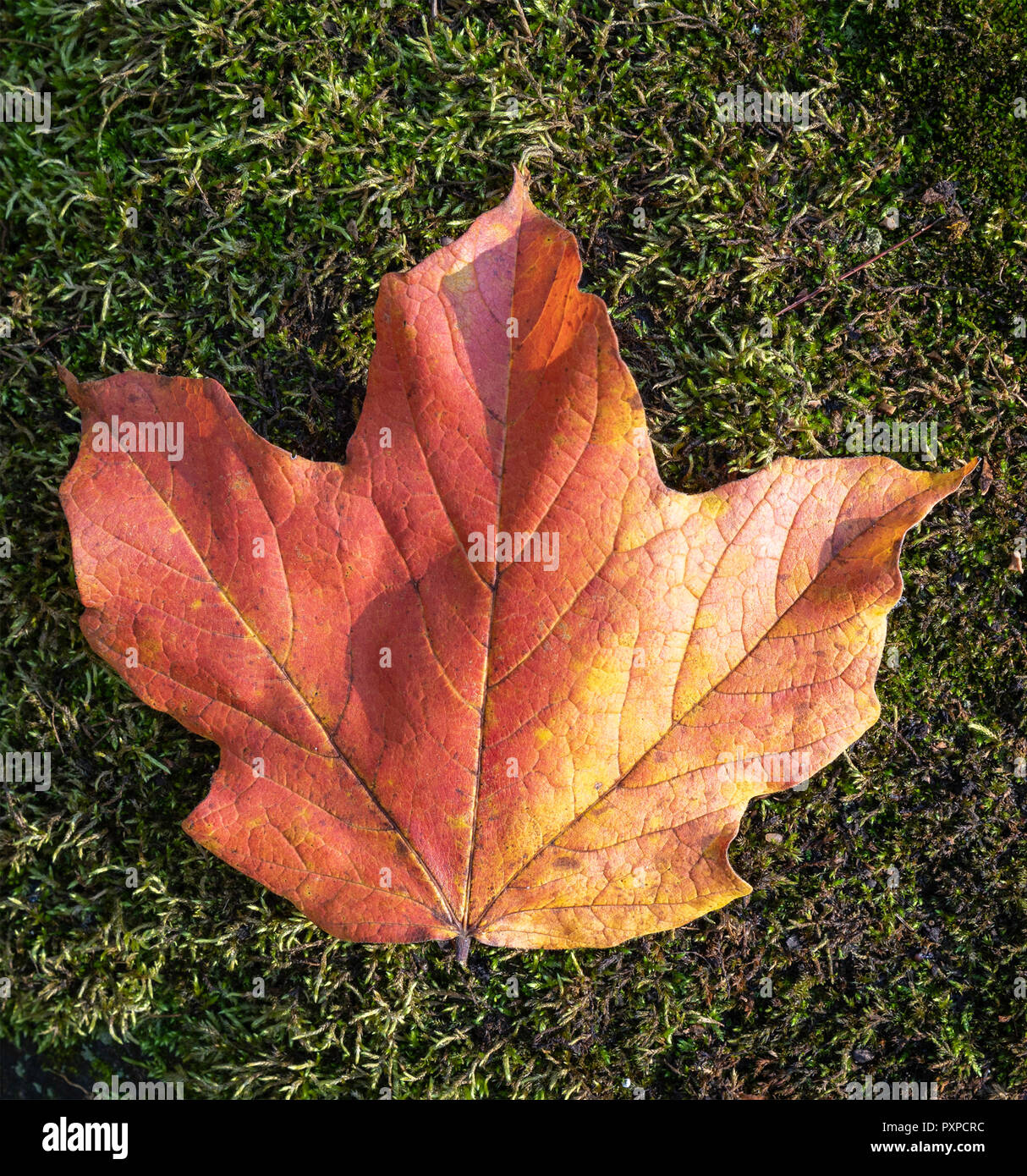 Individual single autumn fall leaf hi-res stock photography and images ...