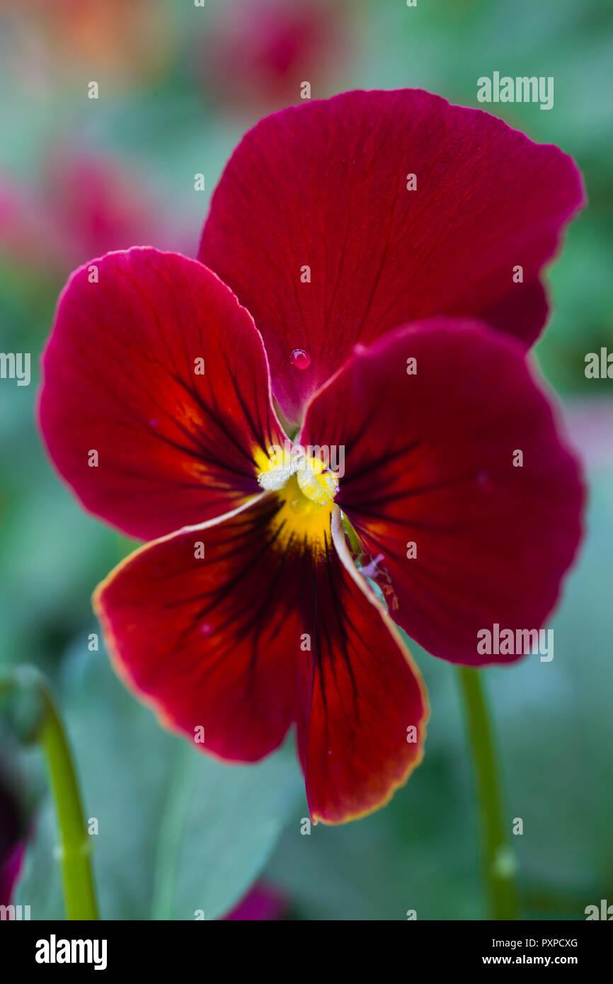Red viola hi-res stock photography and images - Alamy