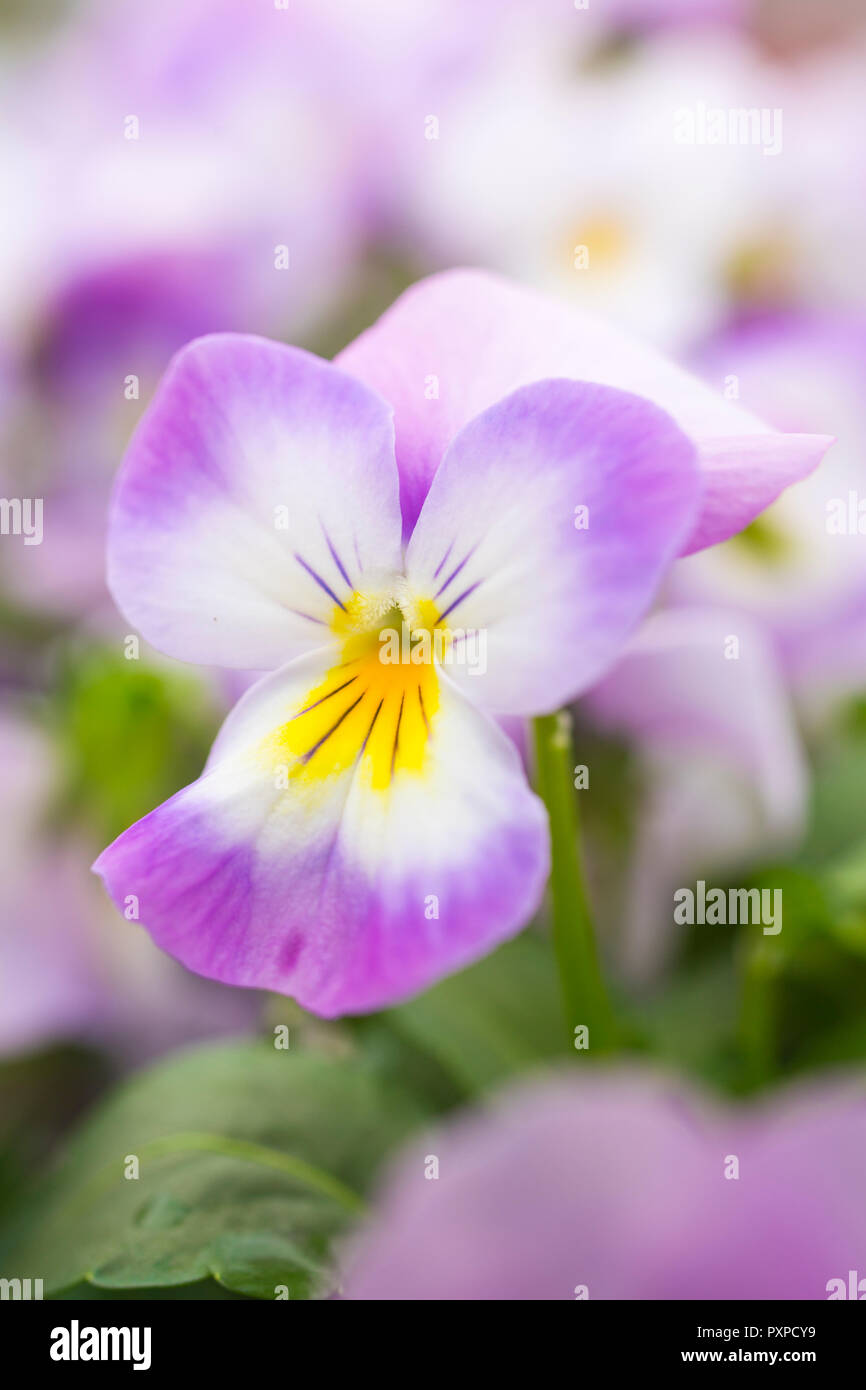 Viola 'Pink Face' Stock Photo - Alamy