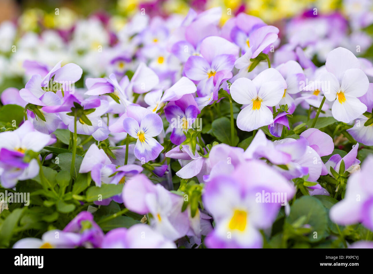 Viola 'Pink Face' Stock Photo - Alamy