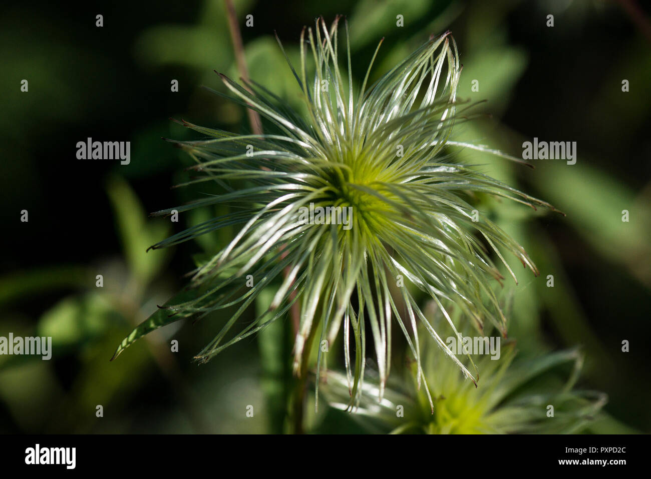 Fluffy clematis seedhead hi-res stock photography and images - Alamy