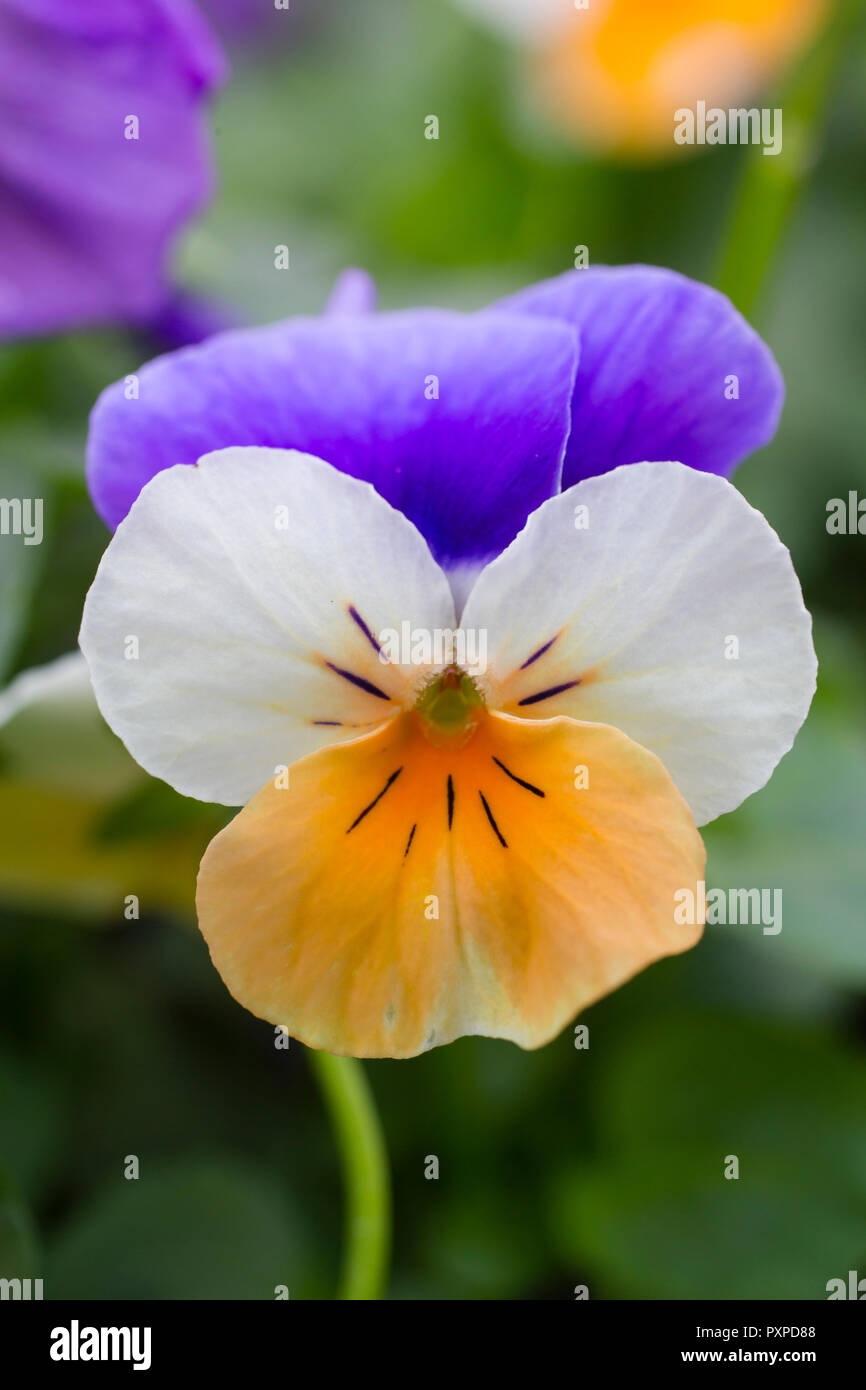 Viola 'Apricot Azure Wing' Stock Photo - Alamy