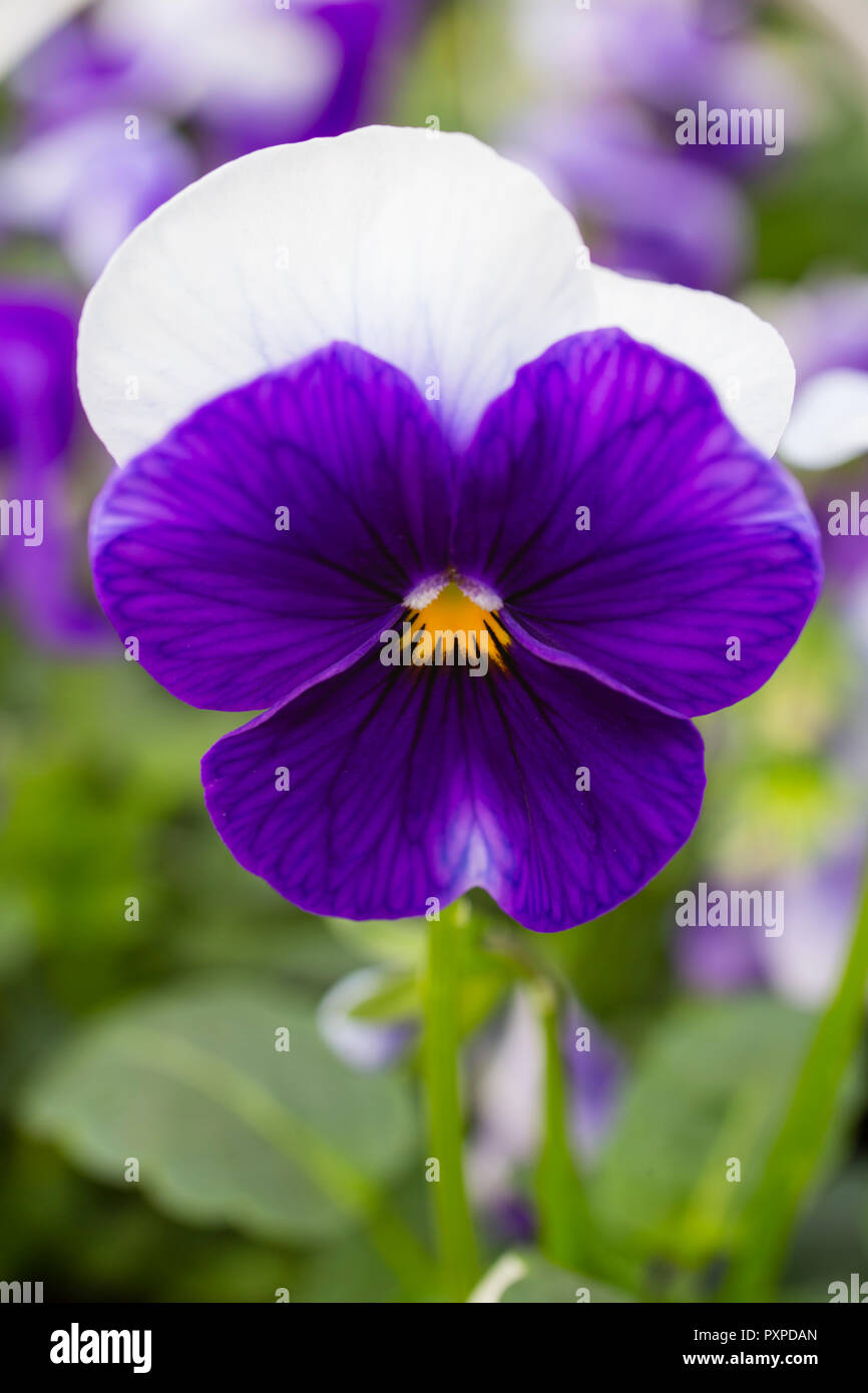 Viola beaconsfield hi-res stock photography and images - Alamy