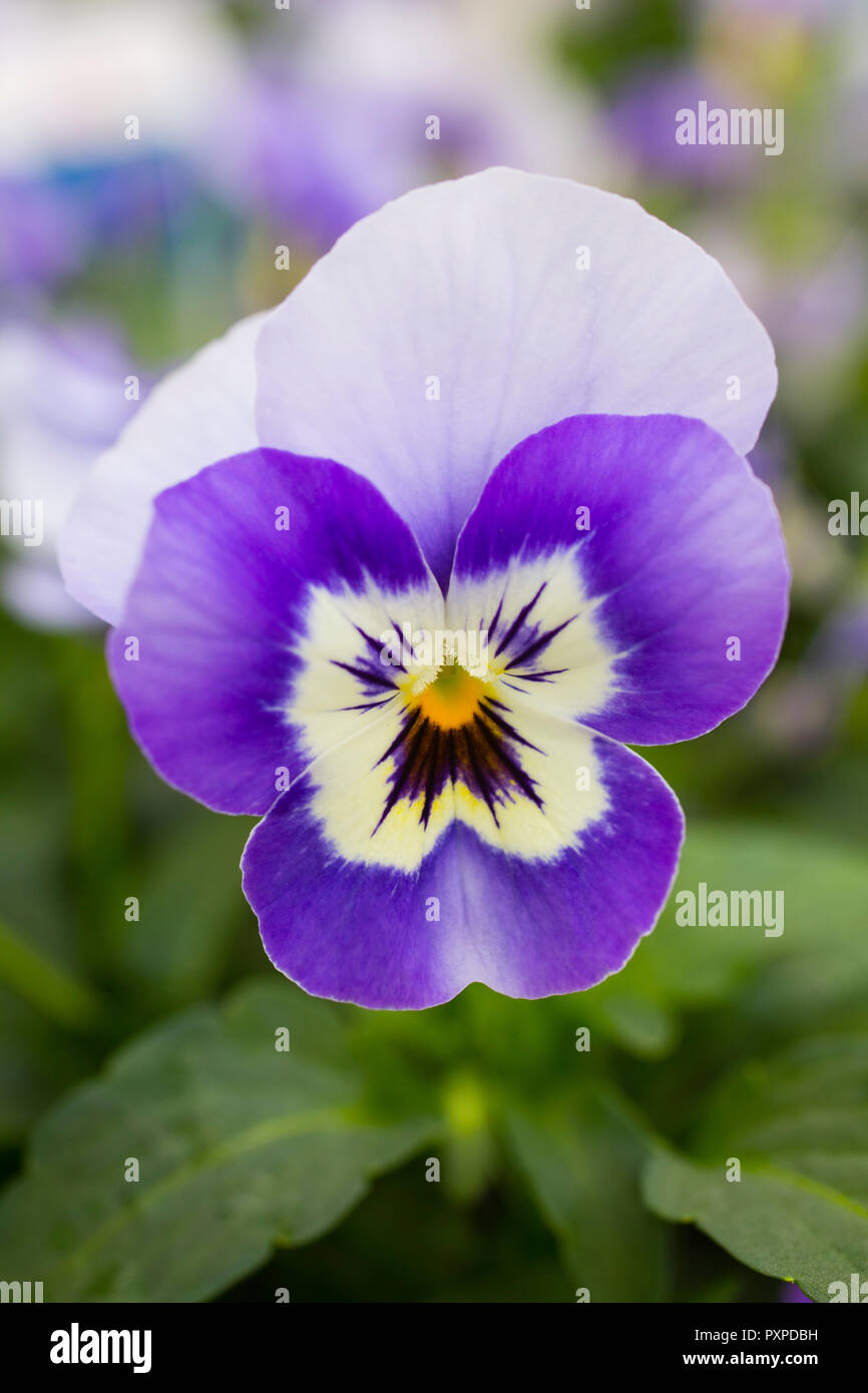 Viola 'Dark Marina' Stock Photo - Alamy