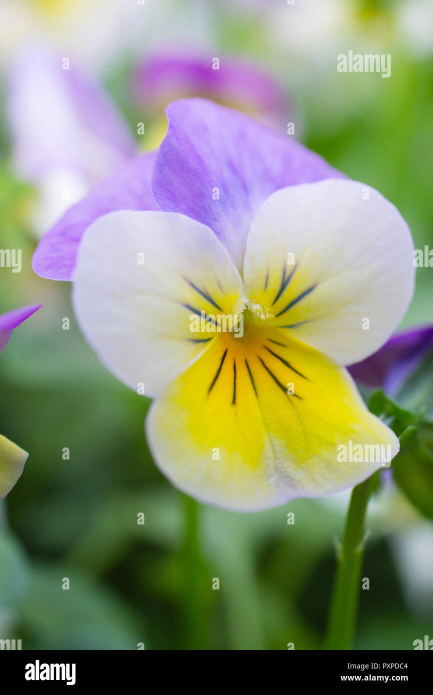 Lemon pink wing hi-res stock photography and images - Alamy