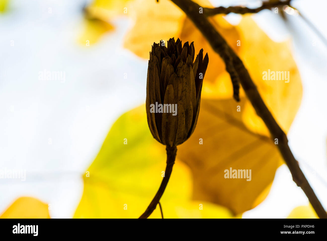 Poplar Seeds High Resolution Stock Photography and Images - Alamy