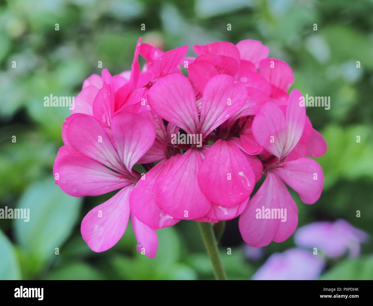 Geranium flower buds. Water droplets on the petals. Close up Stock ...