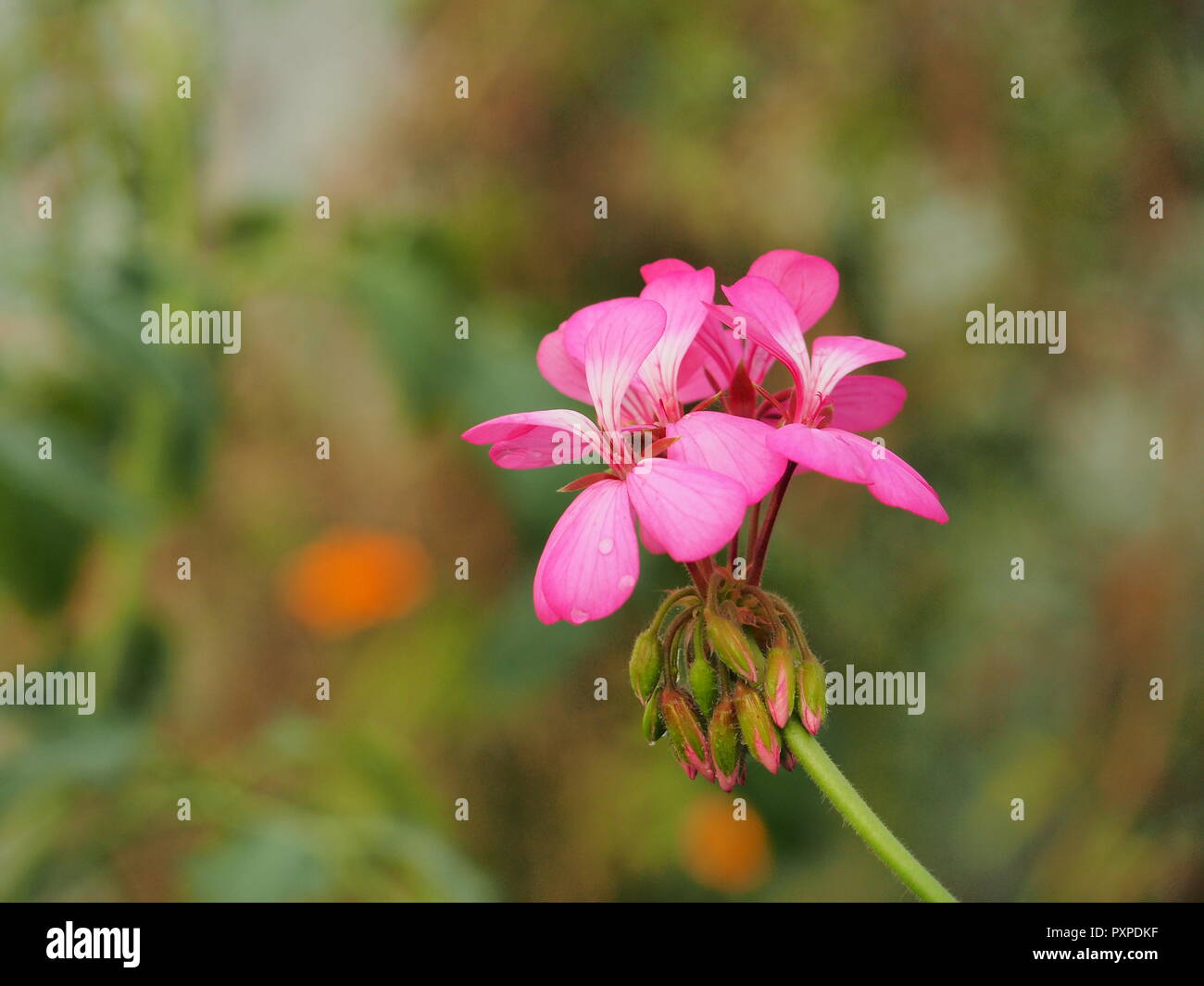 Geranium flower buds. Water droplets on the petals. Close up Stock ...