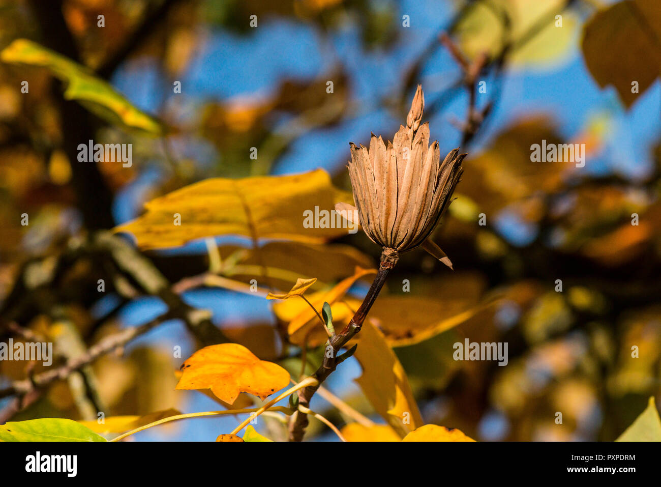 Tulip tree seed pod hi-res stock photography and images - Alamy