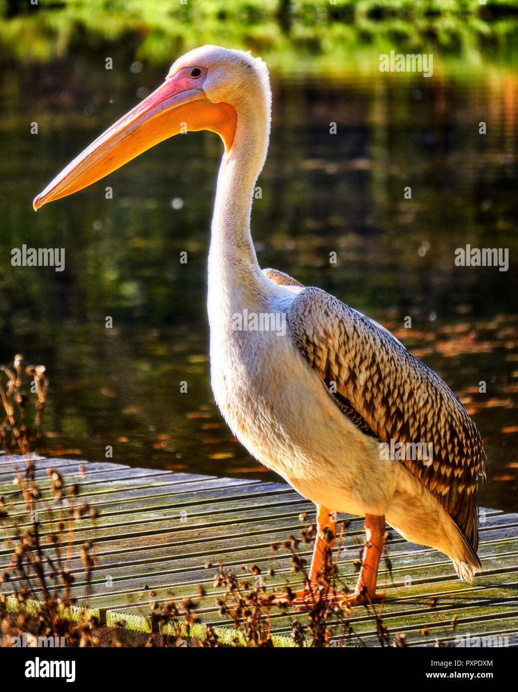 Pelican sitting on a wooden pier over water Stock Photo - Alamy