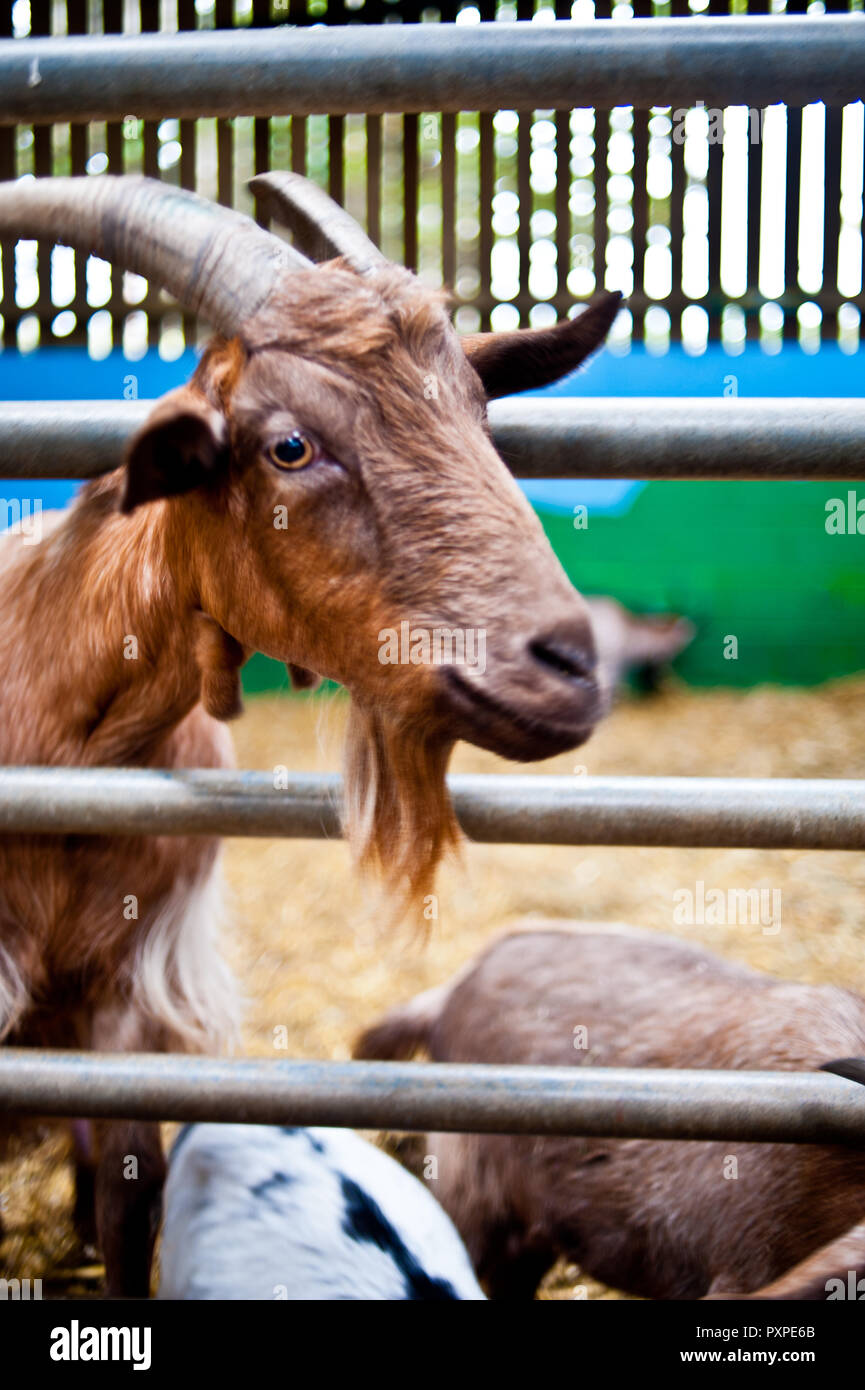 Goat, Monk Farm Visitor Centre, Bagby, North Yorkshire, England Stock ...
