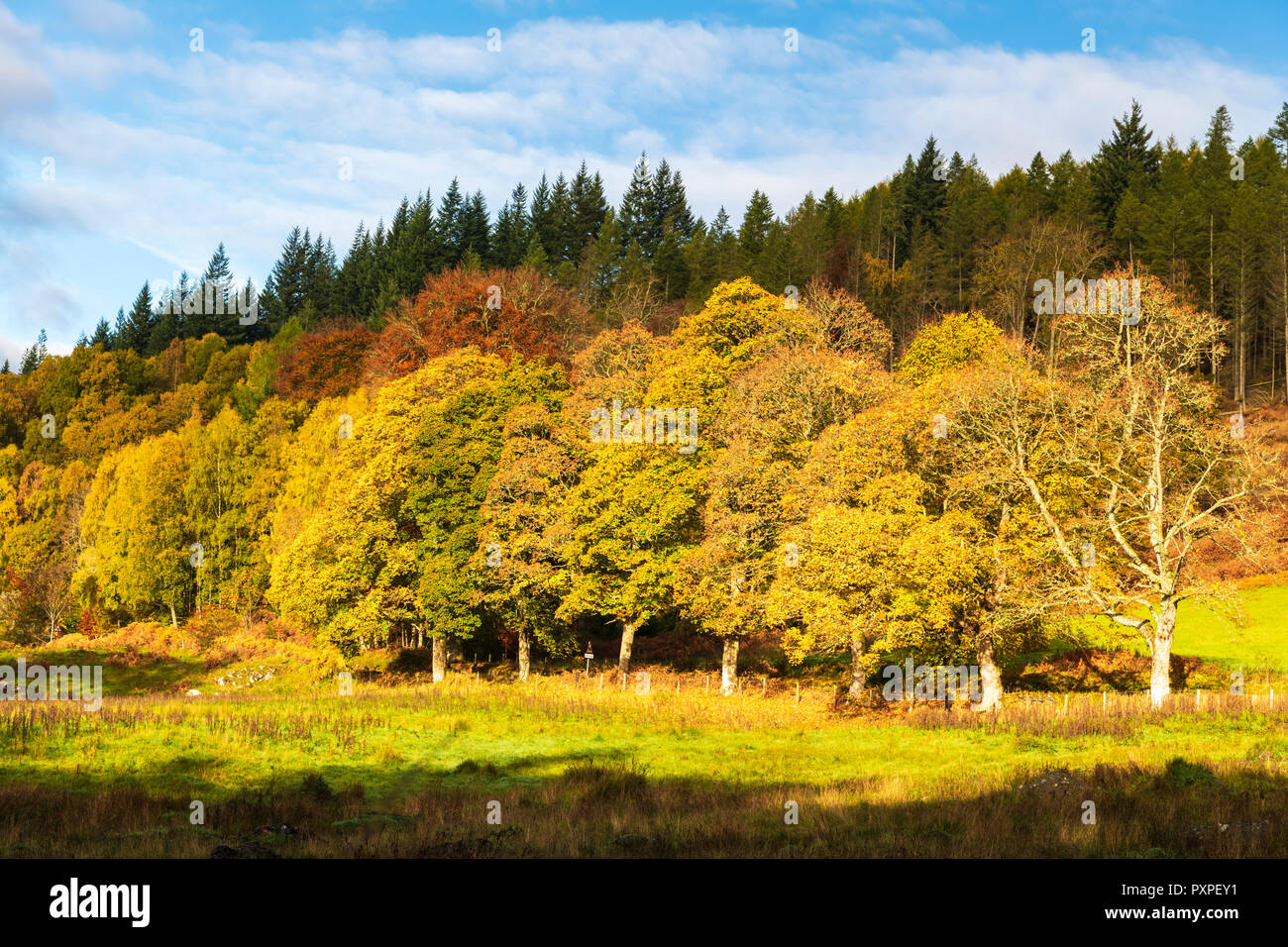 Larch tree scotland people hi-res stock photography and images - Alamy
