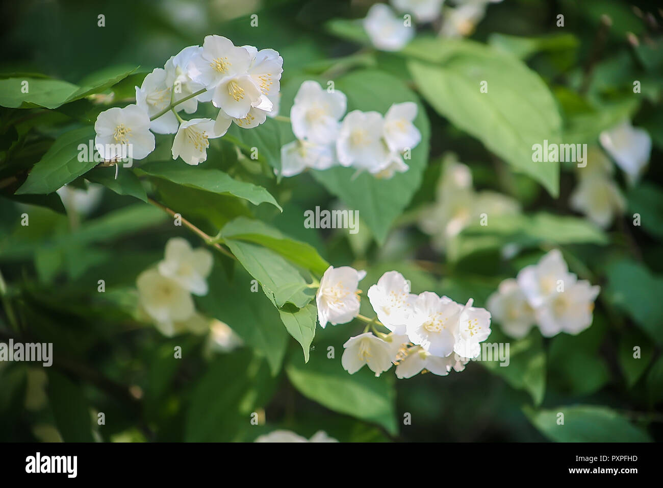 White flowers jasmine bush hi-res stock photography and images - Alamy