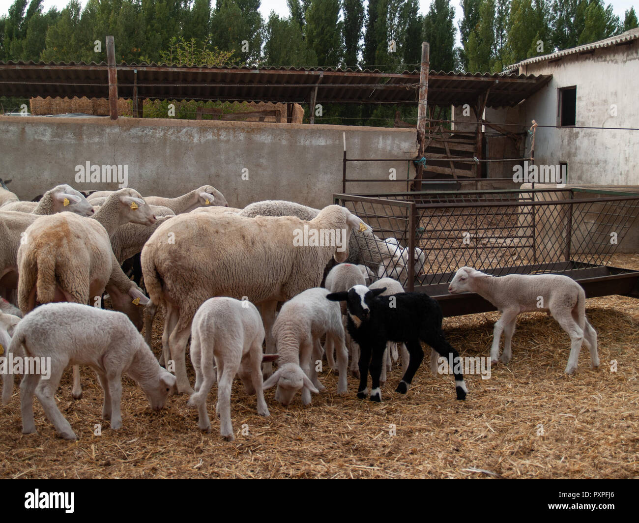 A flock of sheep, lambs and rams on a farm feeding Stock Photo - Alamy