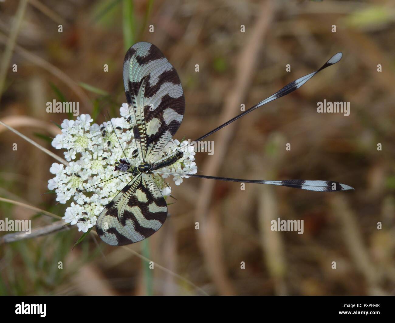 Spoonwing Lacewing, Turkey Stock Photo - Alamy