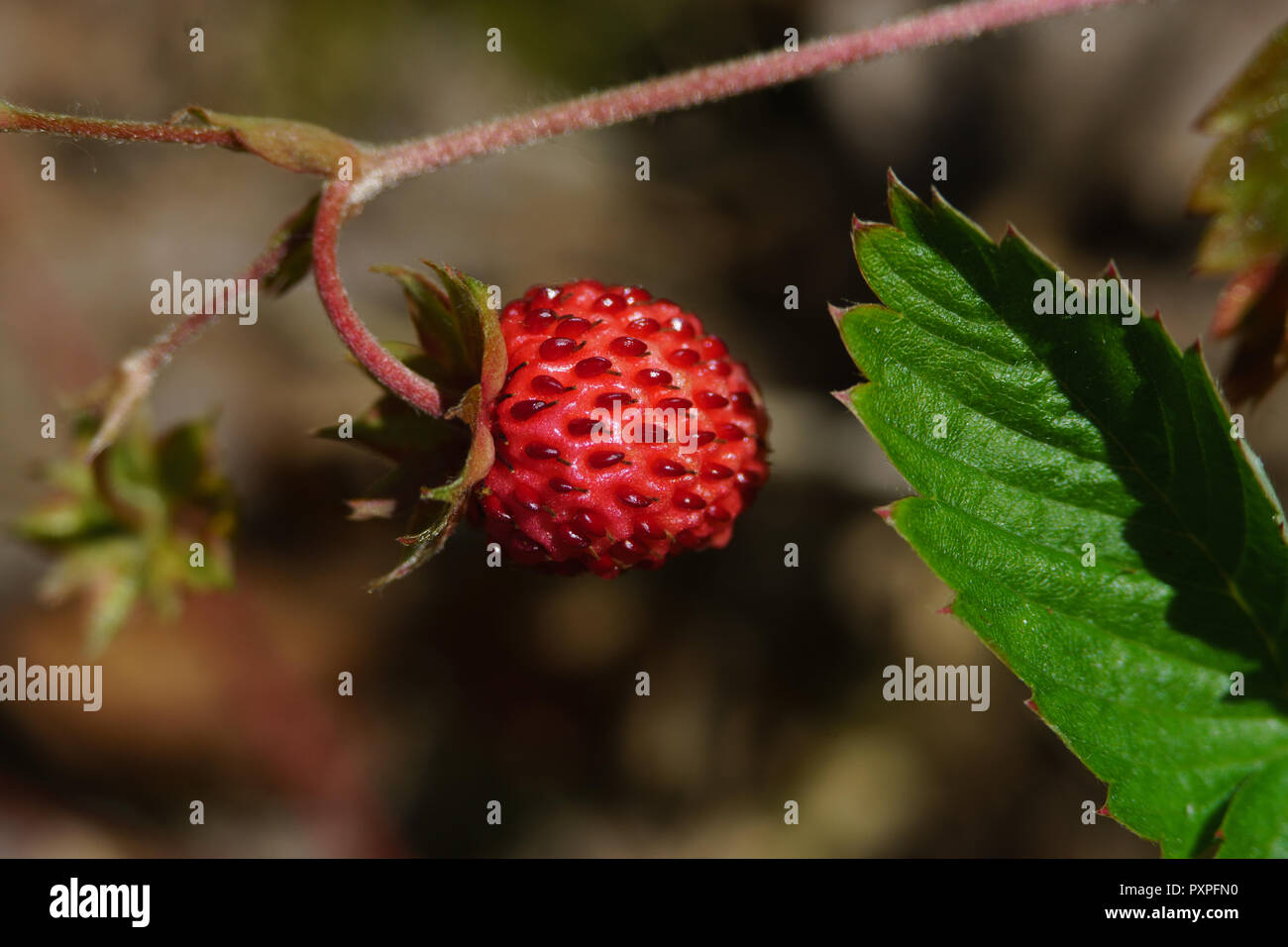 Carpathian strawberry or european strawberry hi-res stock photography ...