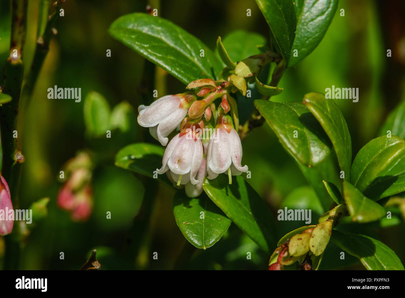 Blacka moor peak district hi-res stock photography and images - Alamy