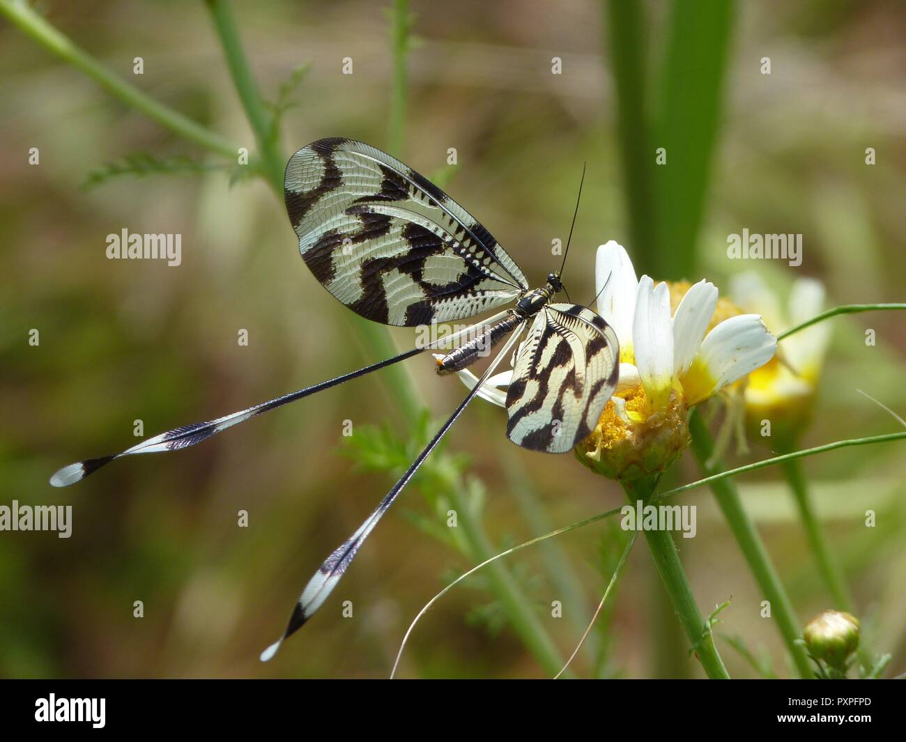 Spoonwing Lacewing, Turkey Stock Photo - Alamy