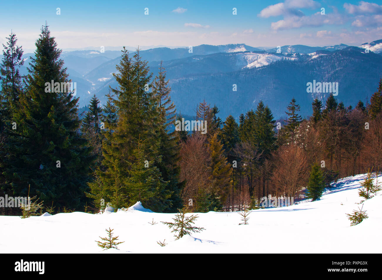 Hill evergreen forest hi-res stock photography and images - Alamy