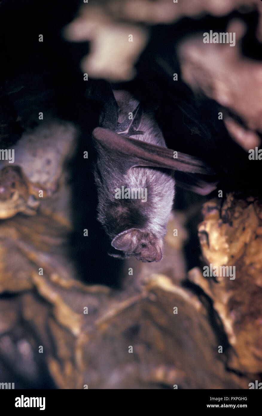 Rotundus Stock Photos & Rotundus Stock Images - Alamy