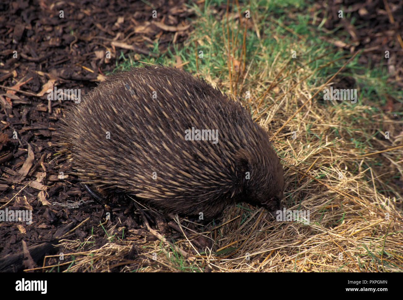 NOT 1048658 ECHIDNA OR SPINY ANTEATER Tachyglossus aculeatus Australia ...