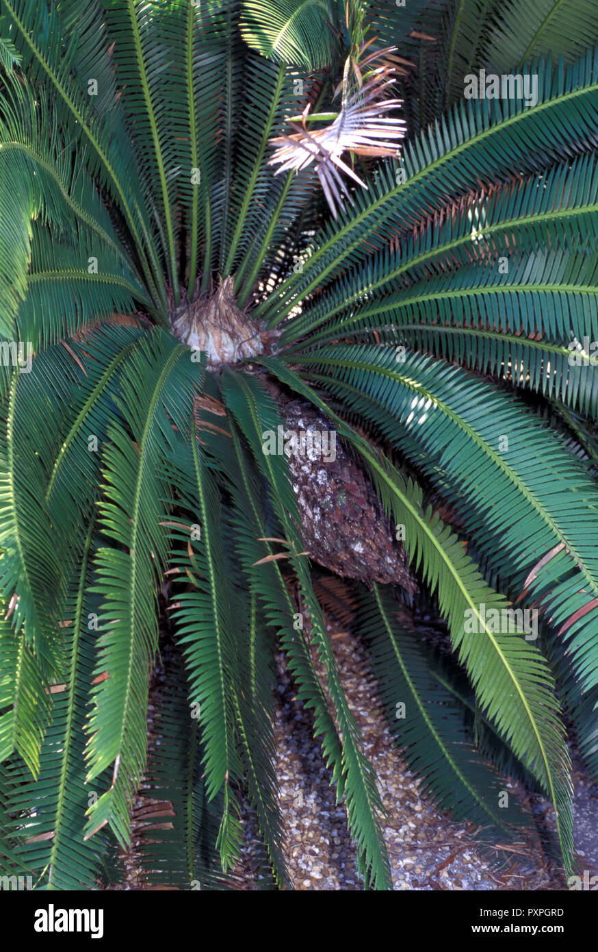 NOT 1164685 CYCAD DIOON EDULE Zamiaceae Mexico Stock Photo - Alamy