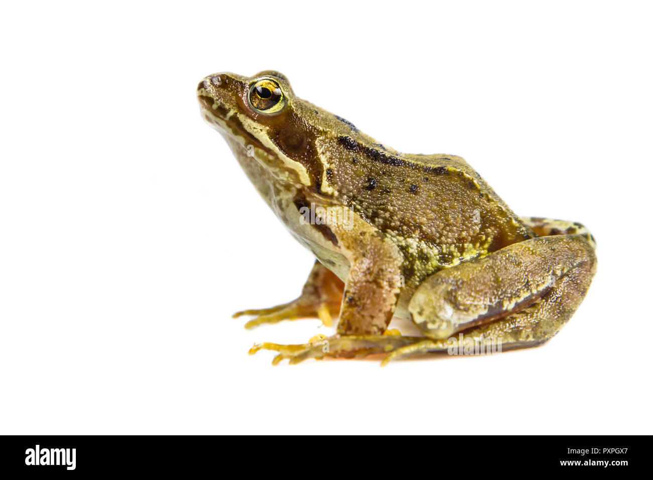 Common Brown frog (rana temporaria) looking up at camera on white ...