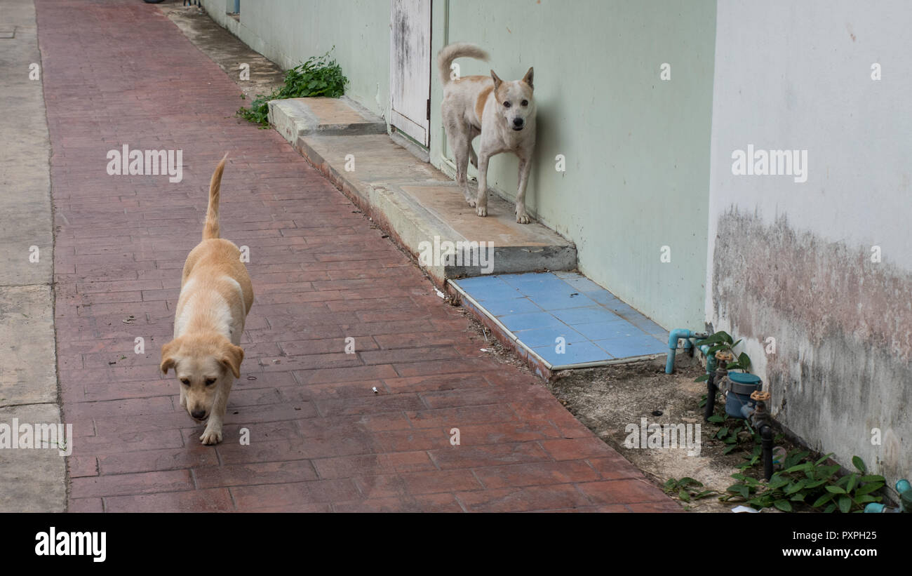 Wild street dogs hi-res stock photography and images - Alamy