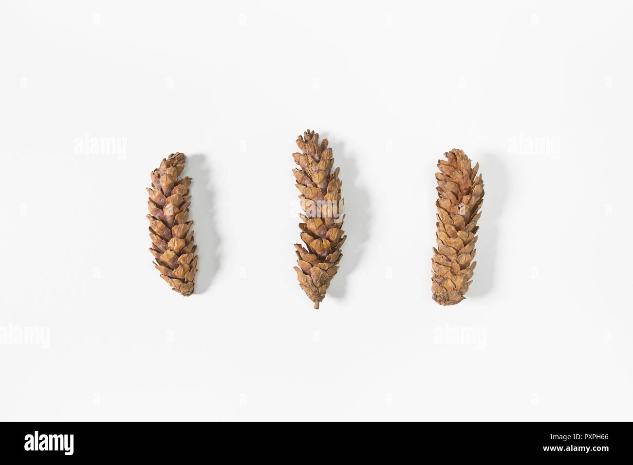 Celebration flat lay Cut Out Stock Images & Pictures - Alamy