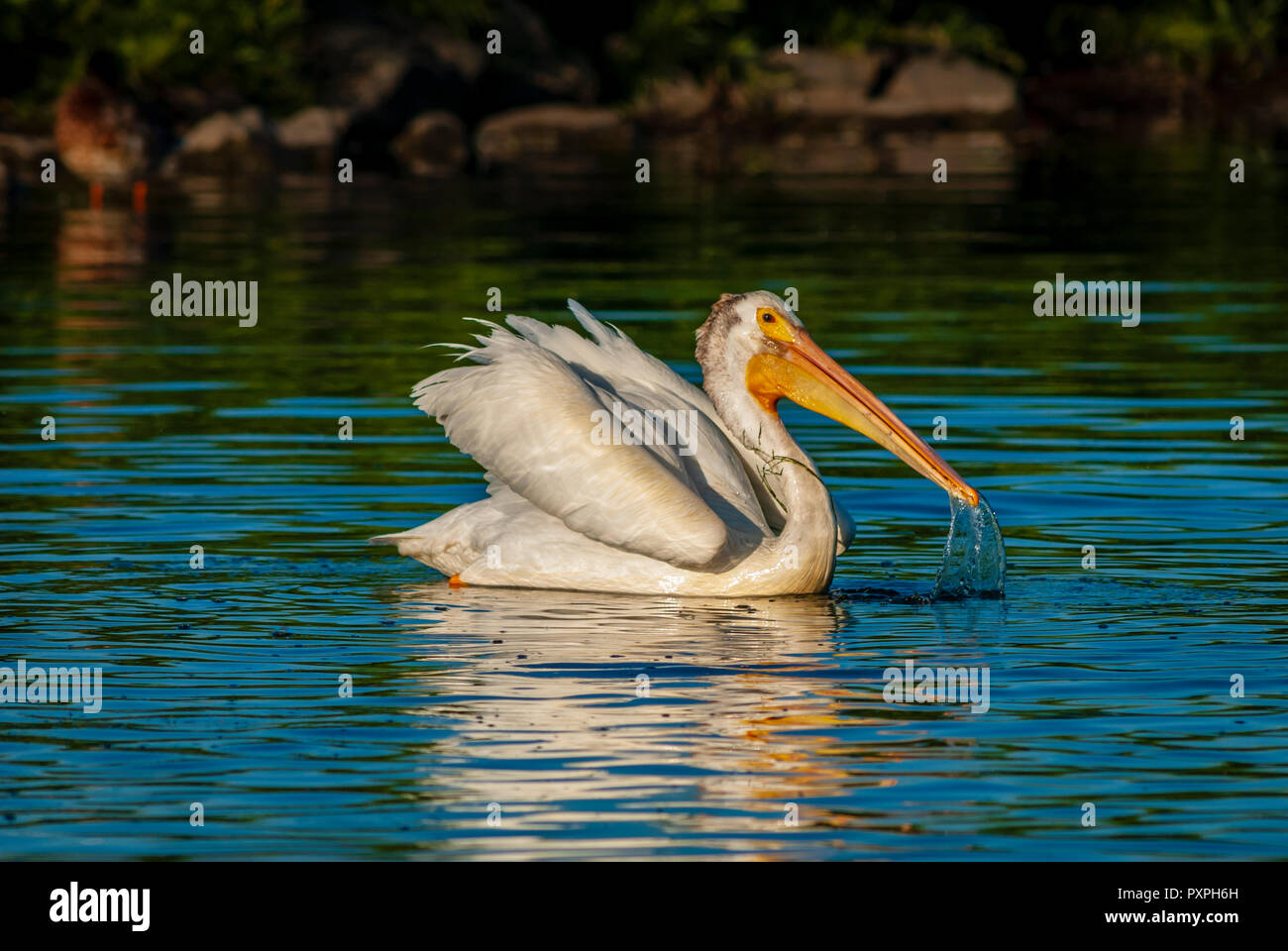 American White Pelican (Pelecanus erythrorhynchos) in pond, Aurora ...