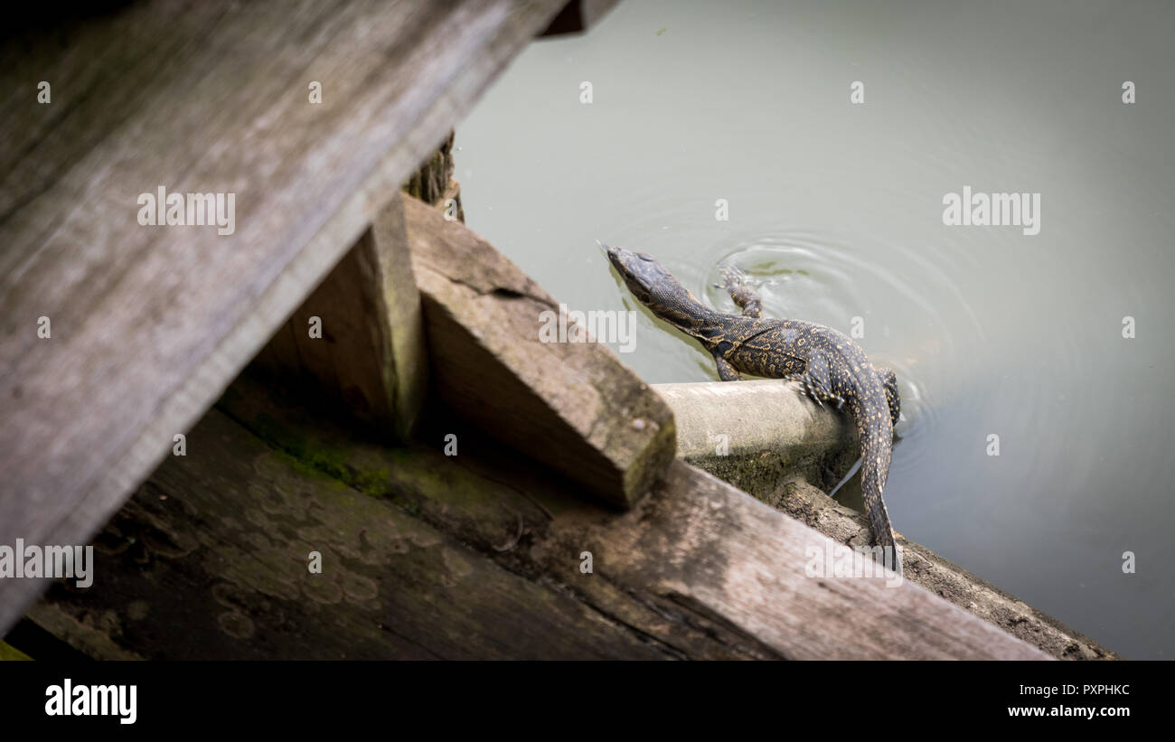 Baby water monitor lizard hi-res stock photography and images - Alamy
