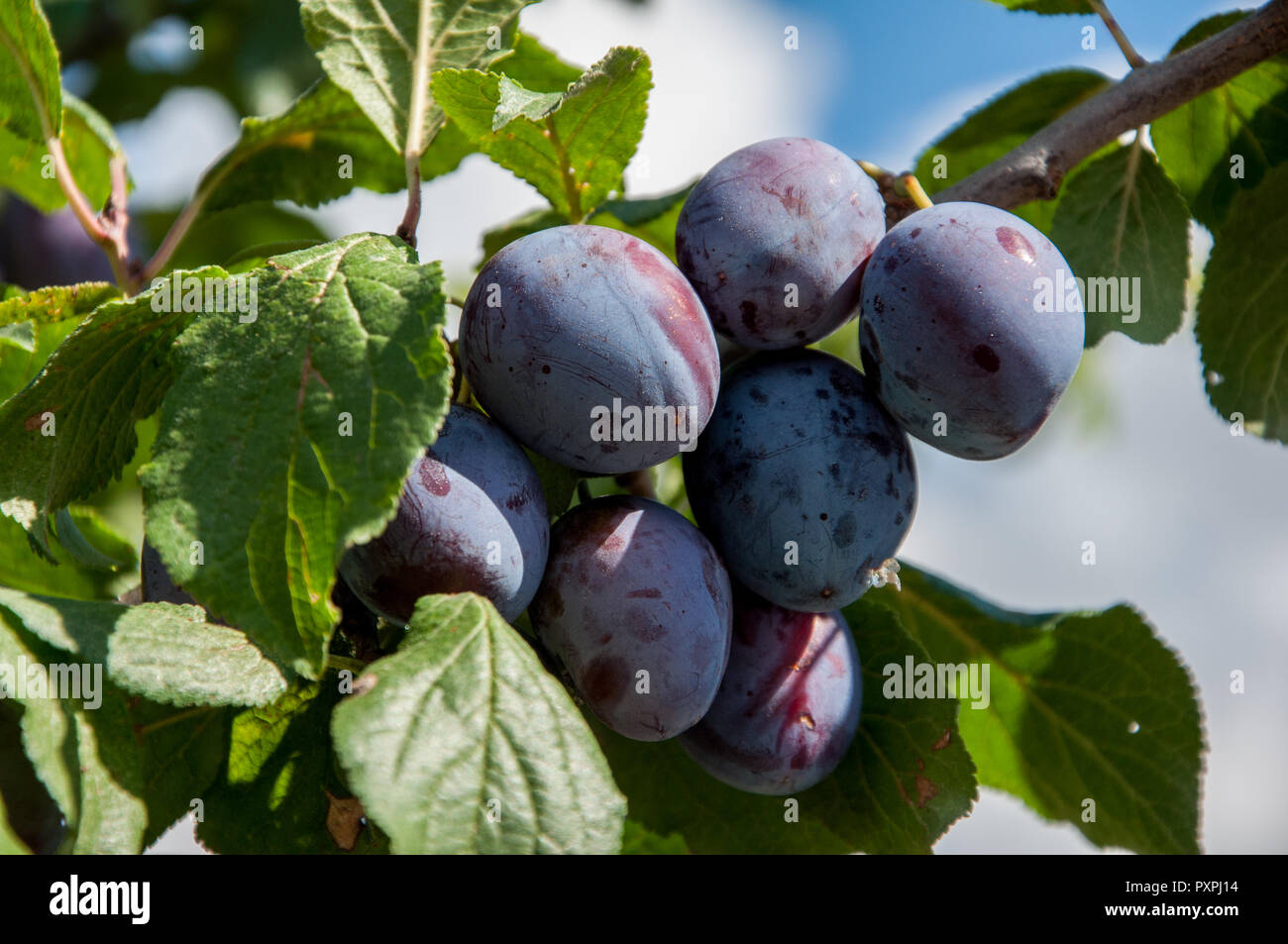 Plums on the branch hi-res stock photography and images - Alamy