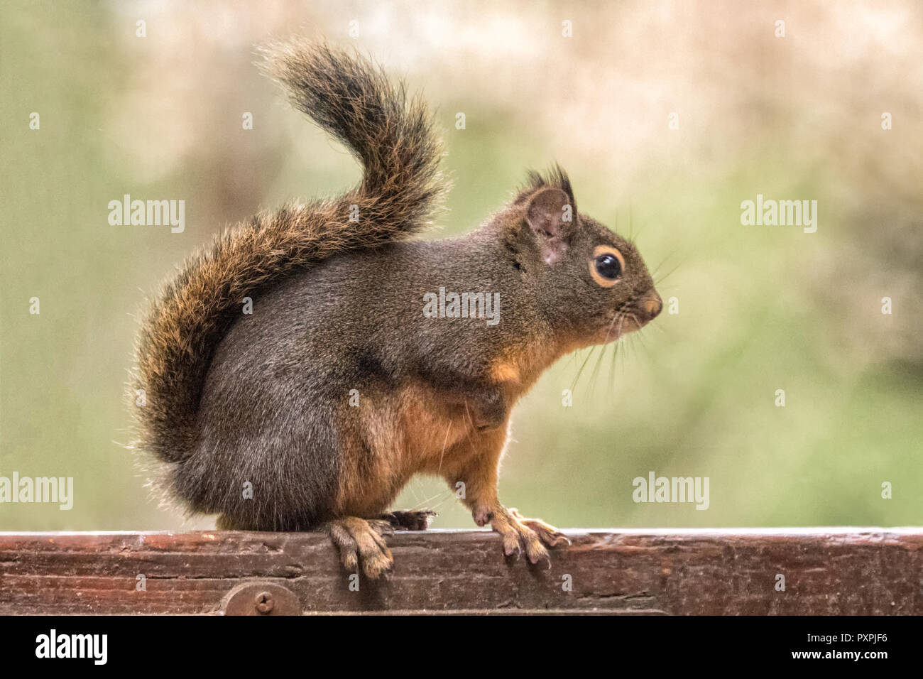 Mammals pine hi-res stock photography and images - Alamy