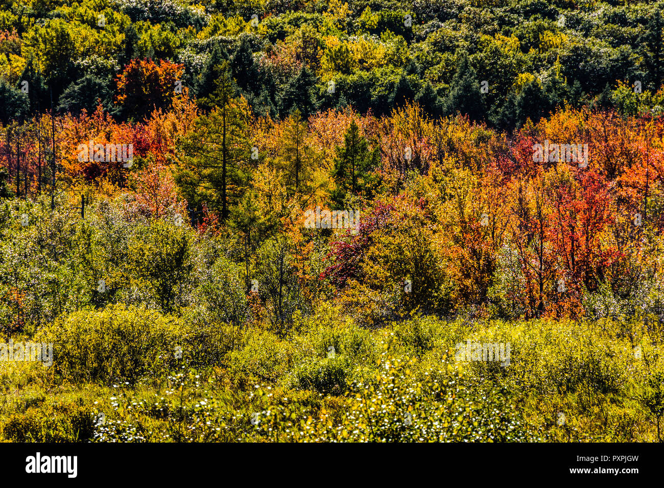 Trees Acadia National Park Mount Desert Island, Maine, USA Stock Photo ...