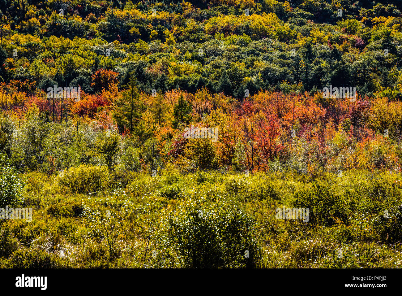 Trees Acadia National Park Mount Desert Island, Maine, USA Stock Photo ...