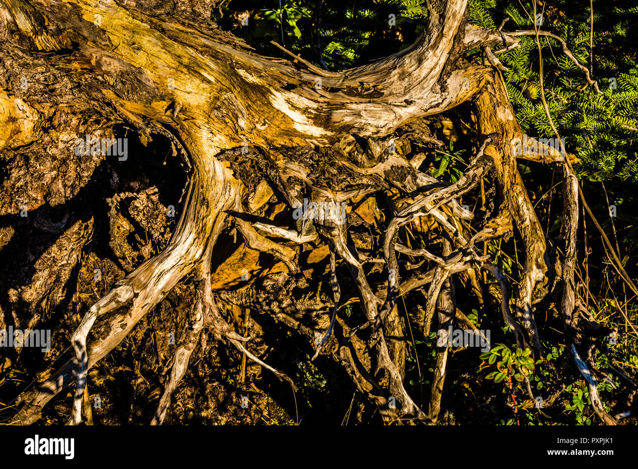Dead Tree Acadia National Park Mount Desert Island, Maine, USA Stock ...