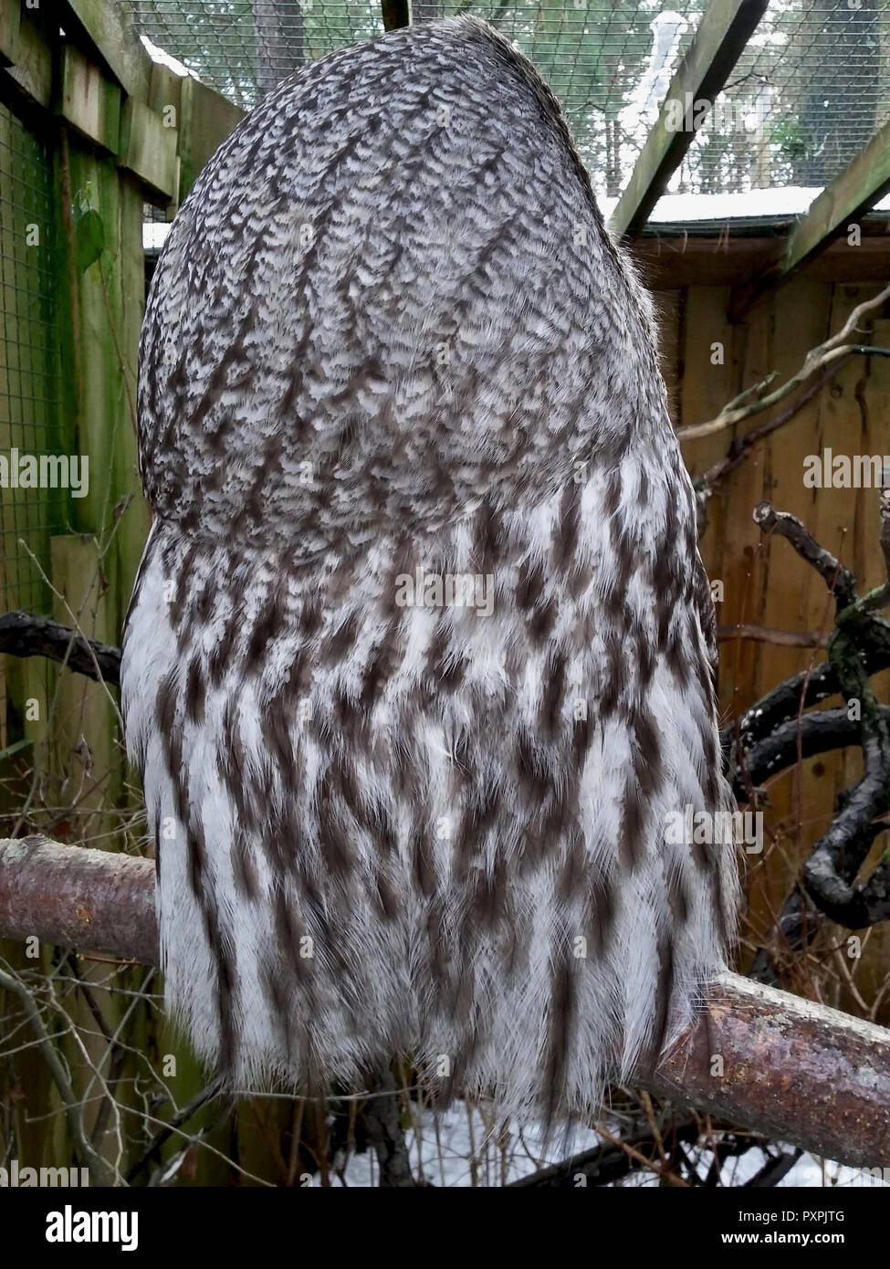 Owl back hi-res stock photography and images - Alamy