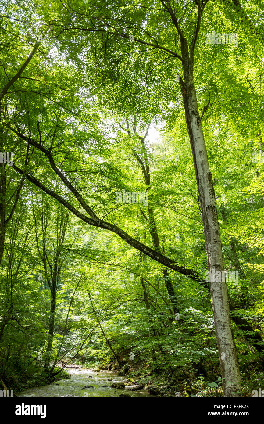 River in Forest Crimean Peninsula Sunny Green Trees Summer Landscape ...
