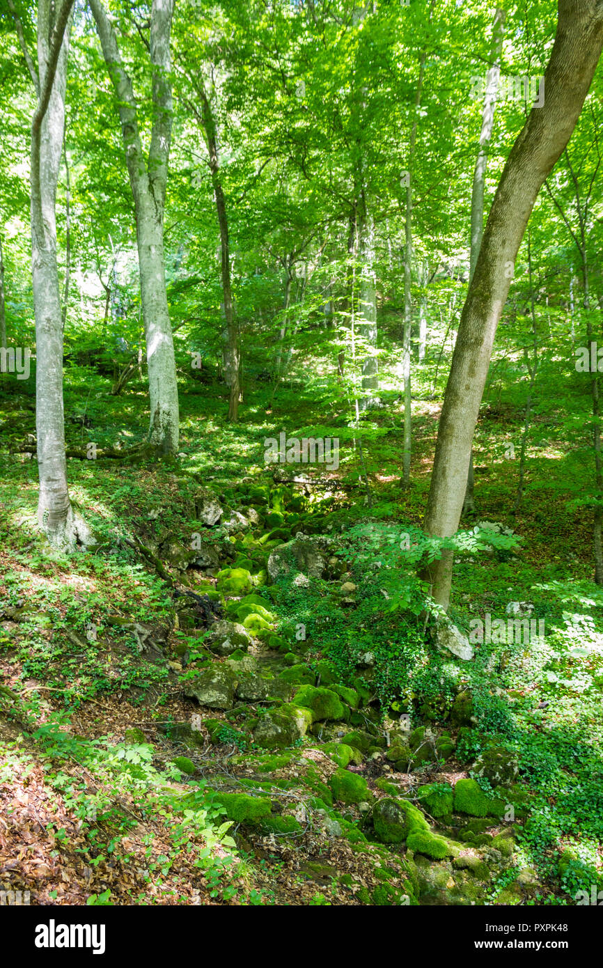 Dry Stream in Forest Crimean Peninsula Sunny Green Trees Background ...