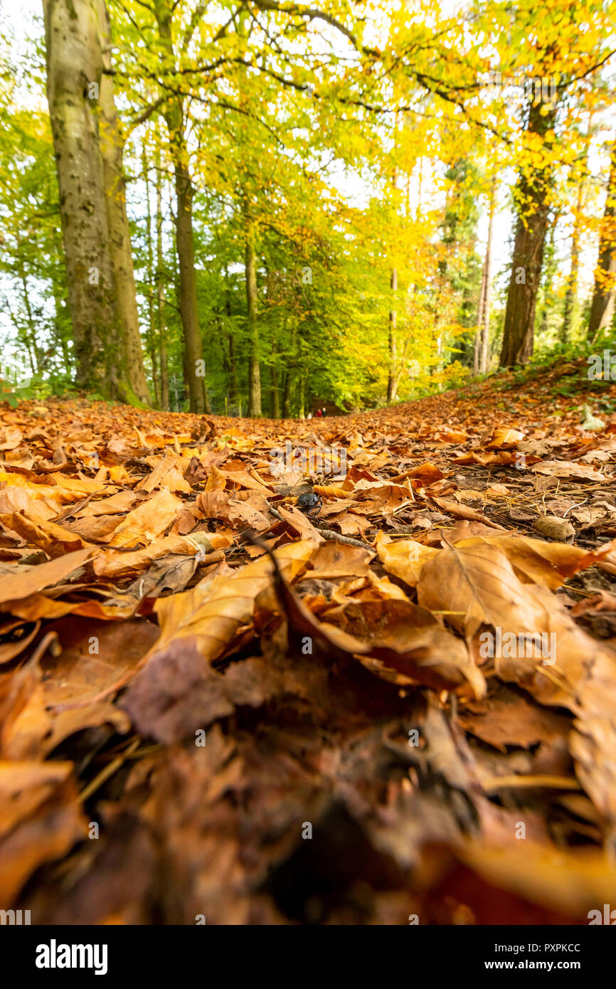 An autumn leaf covered footpath at Bracelands, Forest of Dean Stock ...