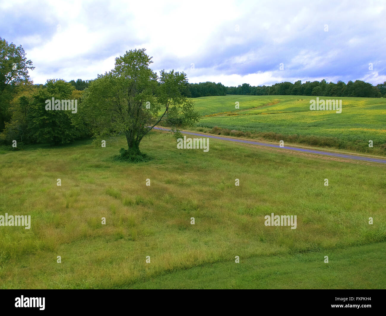 Soybean tree hi-res stock photography and images - Alamy