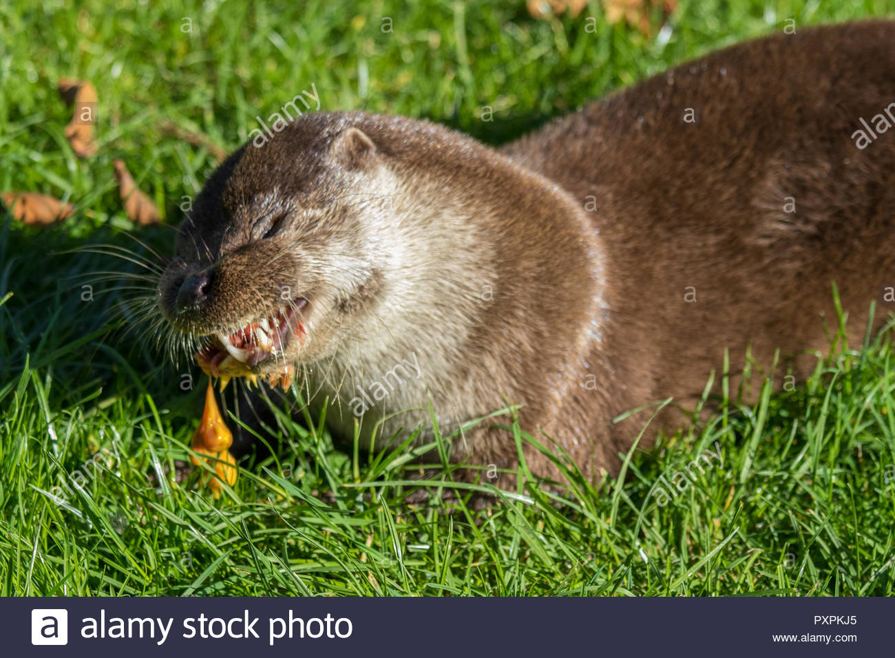 British Eurasian Otter Stock Photos & British Eurasian Otter Stock ...