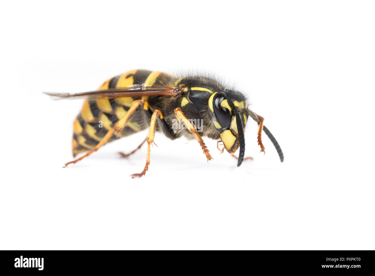 Male Yellow Jacket