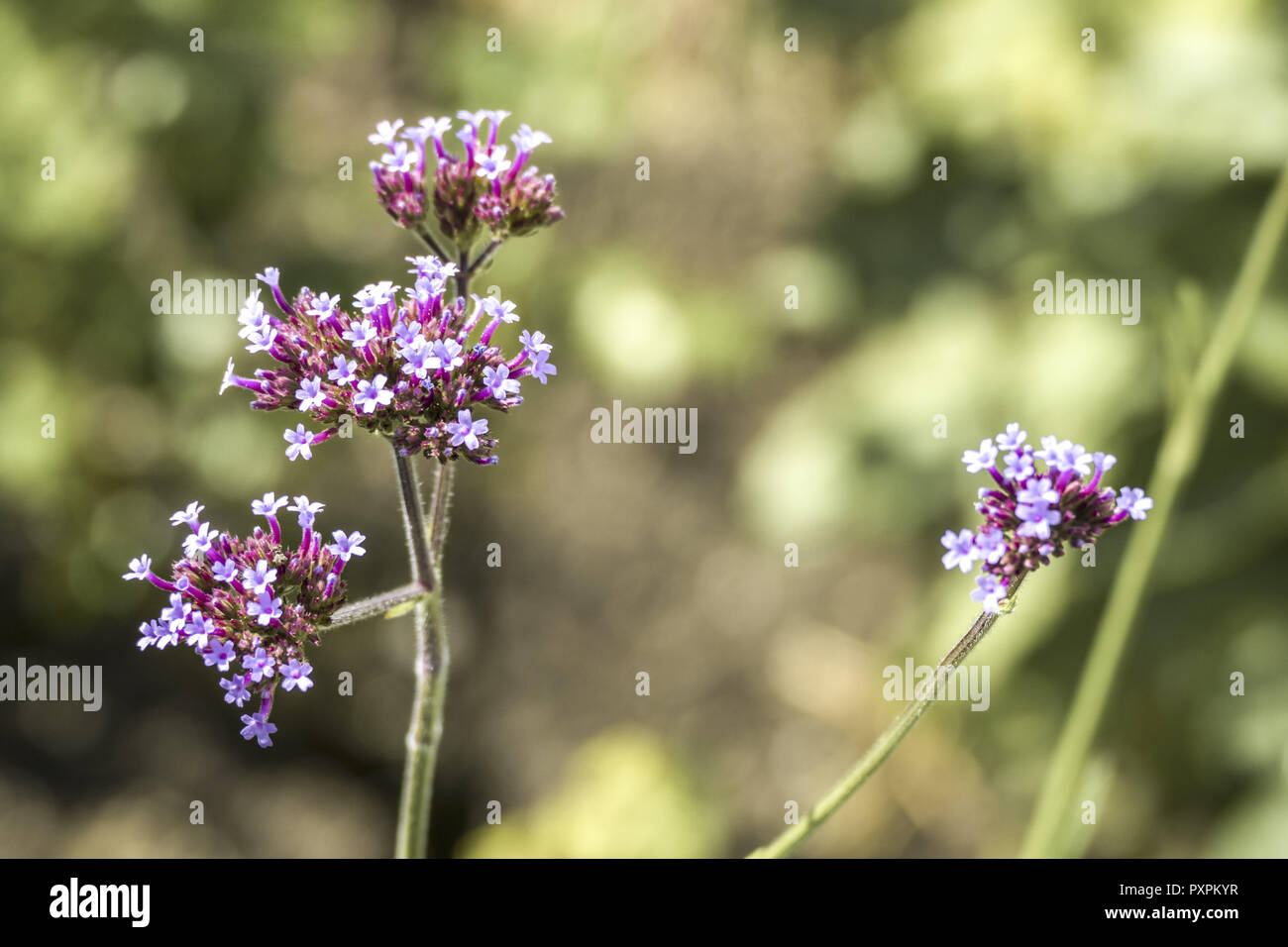 Purpletop Vervain, Tall Verbena or Clustertop Vervain (Verbena ...