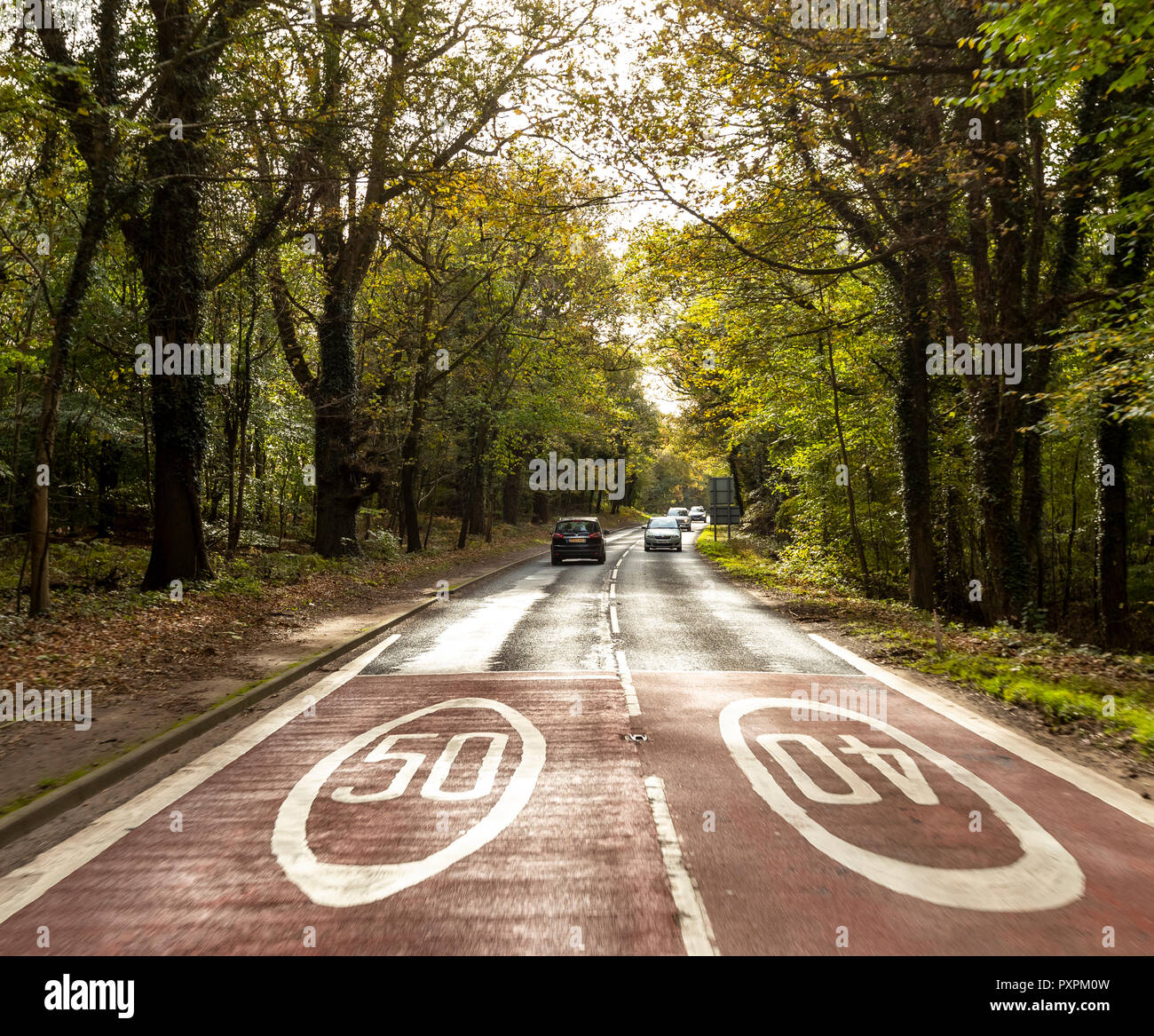 Classic forest drives in a Landrover Defender. Forest of Dean ...