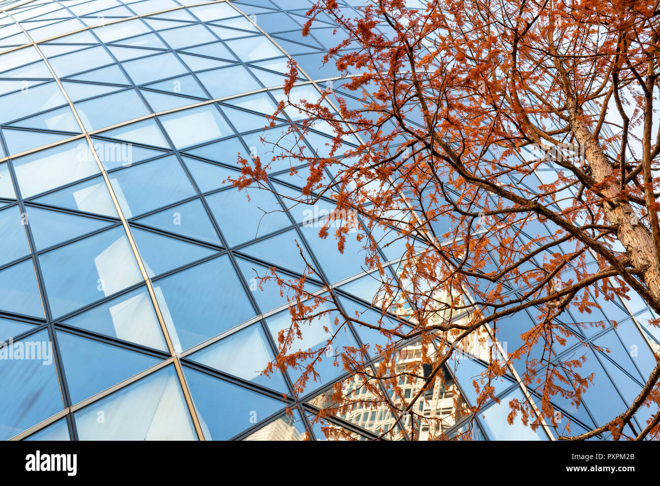 Autumn tree foliage outside 30 St Mary Axe .The gherkin abstract ...