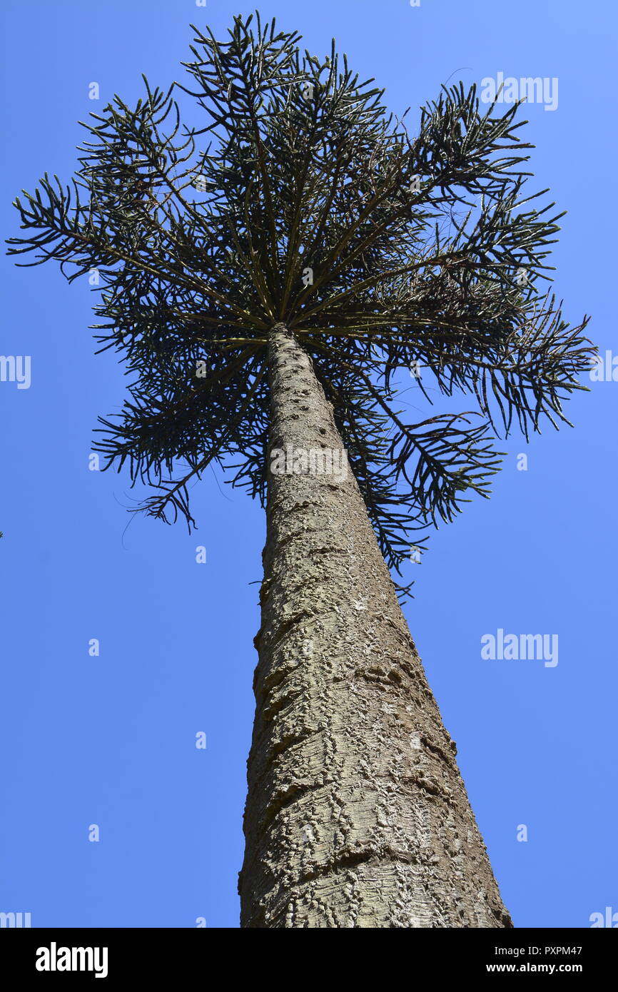 Araucaria araucana uk hi-res stock photography and images - Alamy